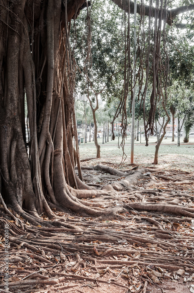 Old ancient tree with long roots that start at the top of the branches ...