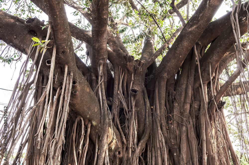 Old ancient tree with long roots that start at the top of the branches ...