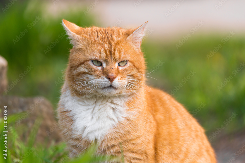 Hellbraune oder rote Hauskatze (Felis silvestris catus) stattlicher ...