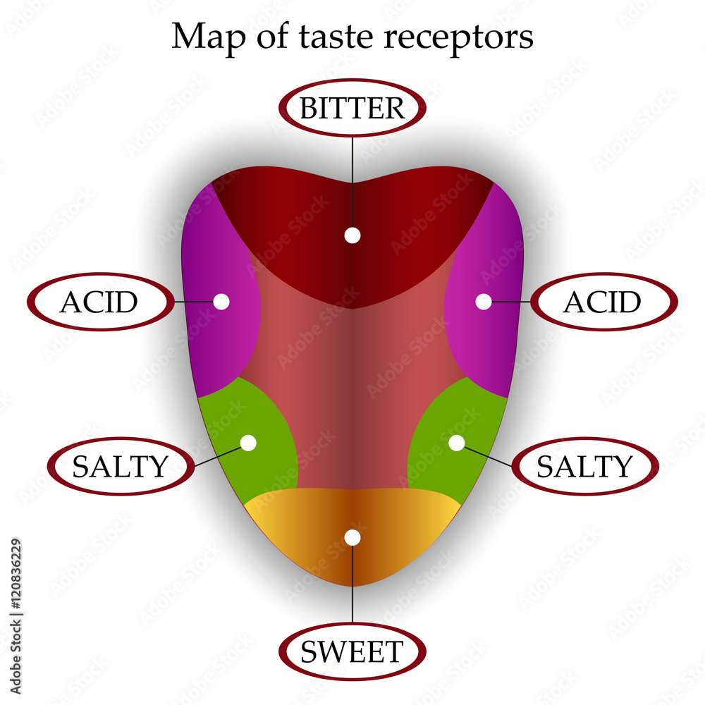 Color map of taste receptors in the tongue, four flavors - sweet, sour ...