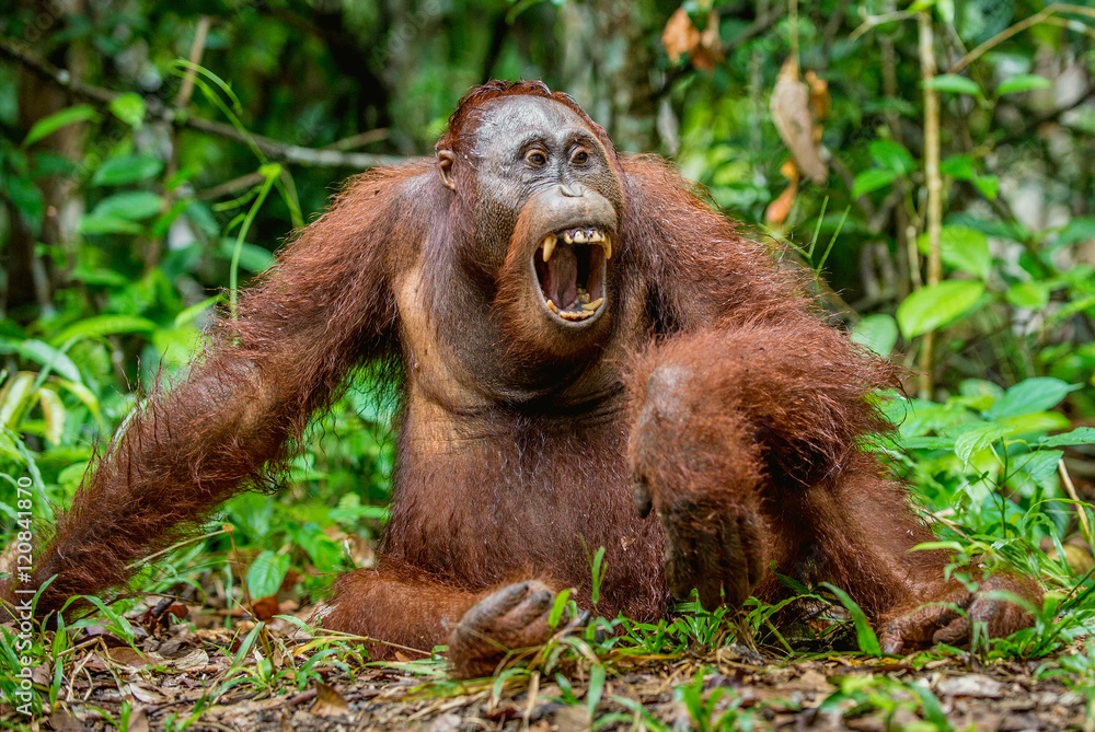 A close up portrait of the Bornean orangutan (Pongo pygmaeus) with open ...
