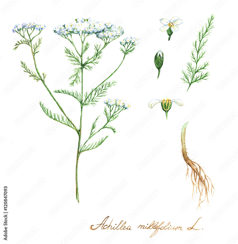 Hand-drawn watercolor botanical illustration of the yarrow plant ...