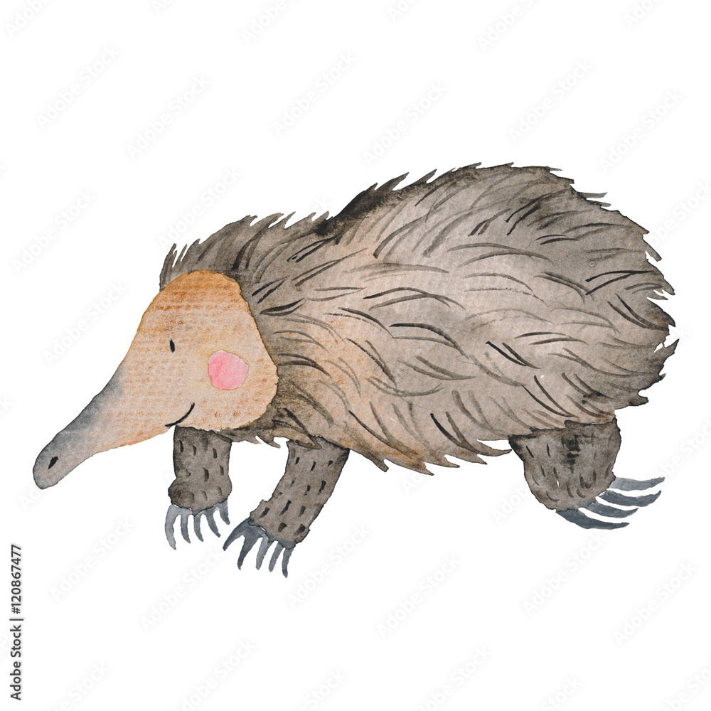 Echidna Australian animals watercolor Hand-painted illustration ...