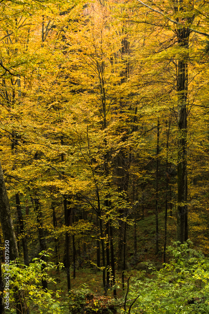 Autumn colors of a forest at mountain Goc in Serbia Stock Photo | Adobe ...