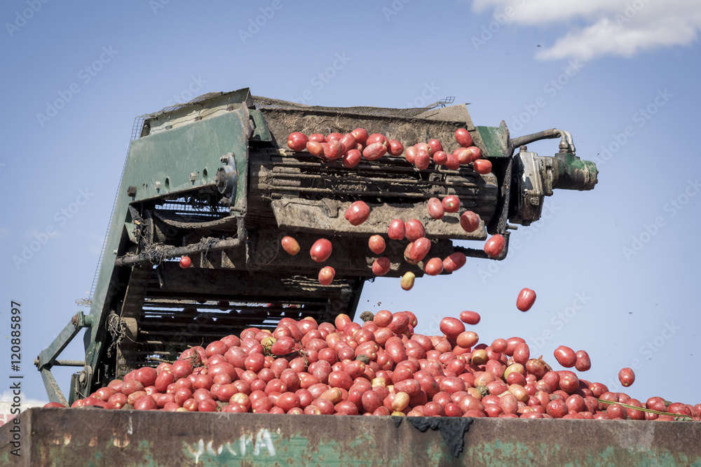 Cosecha, limpieza y selección de tomate en el campo. Cosechando tomate ...