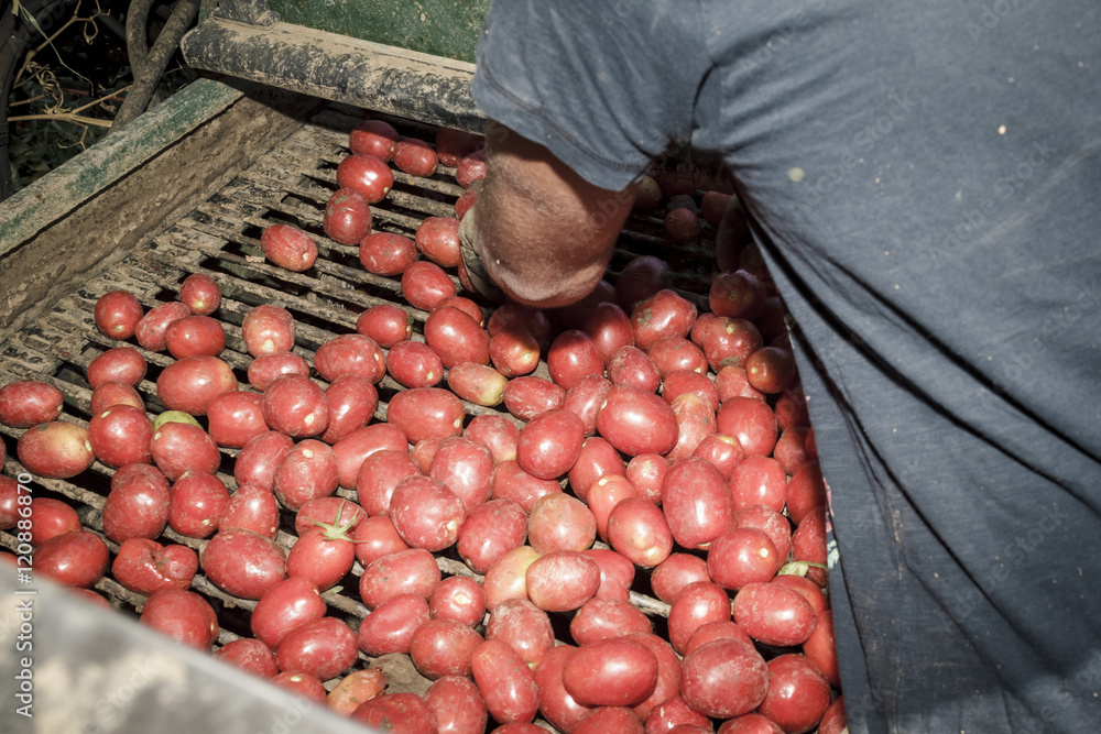 Cosecha, limpieza y selección de tomate en el campo. Cosechando tomate ...
