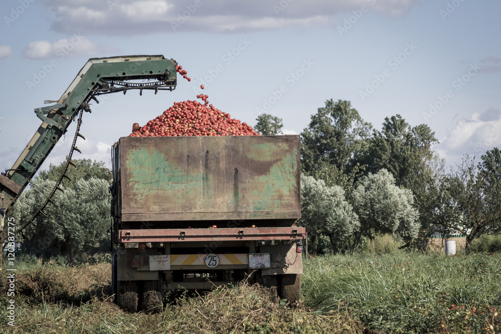 Cosecha, limpieza y selección de tomate en el campo. Cosechando tomate ...