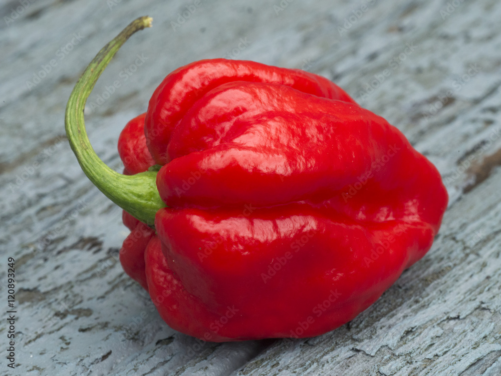 Carolina Reaper or HP22B Cilli Pepper is the world's hottest pepper ...