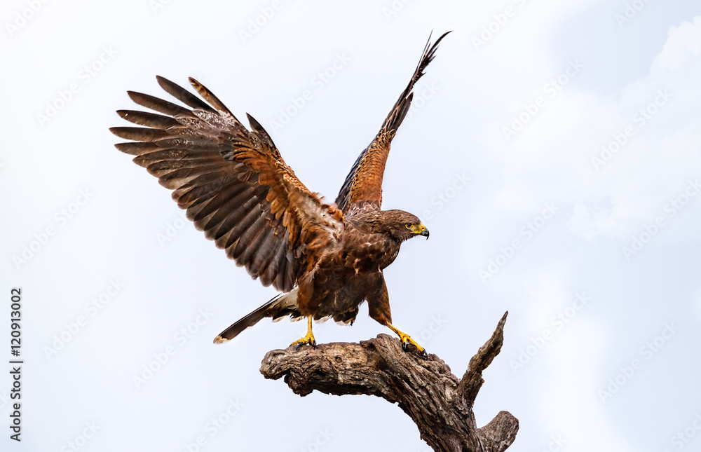 Harris's Hawk perched on dead tree with aggresive stance, wings up ...