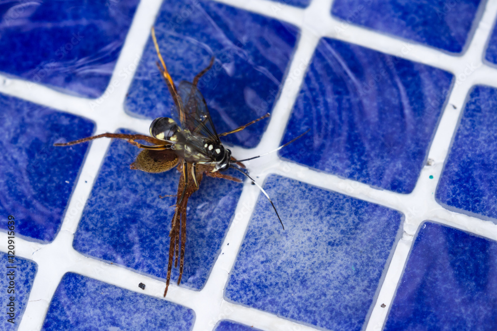 spider killing wasp Stock Photo | Adobe Stock