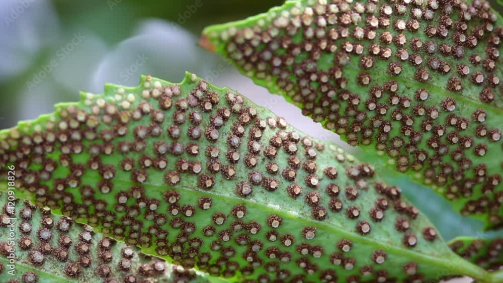 Spores on the lower face of Cyrtomium falcatum leaves Stock Video ...