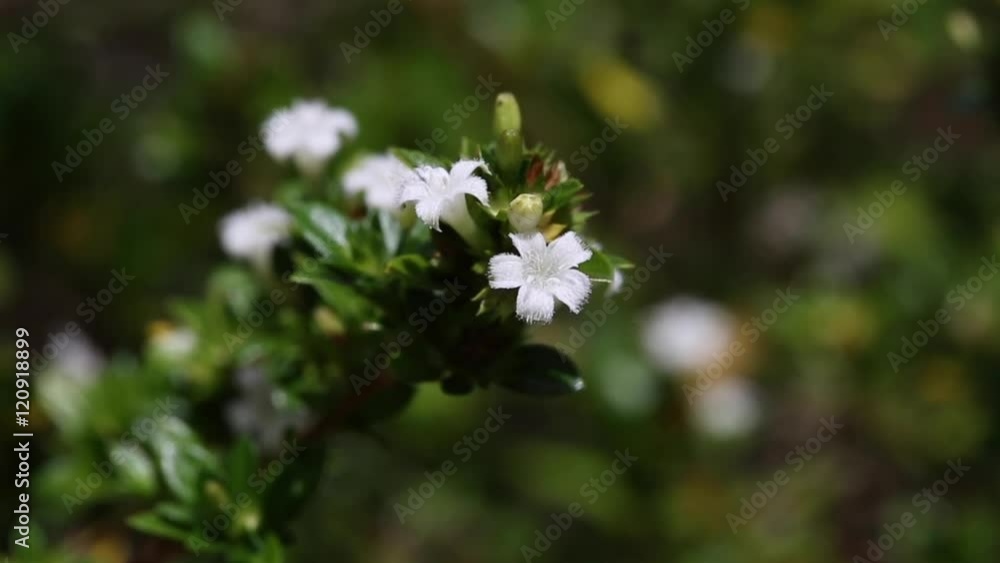 Serissa japonica commonly called snowrose, tree of a thousand stars, or ...