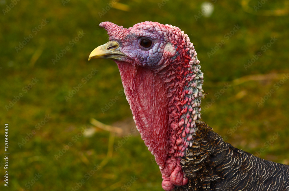 Indyk myślał o niedzieli Stock Photo | Adobe Stock