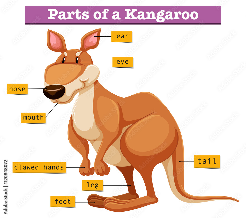 Diagram showing different parts of Kangaroo Stock Vector | Adobe Stock