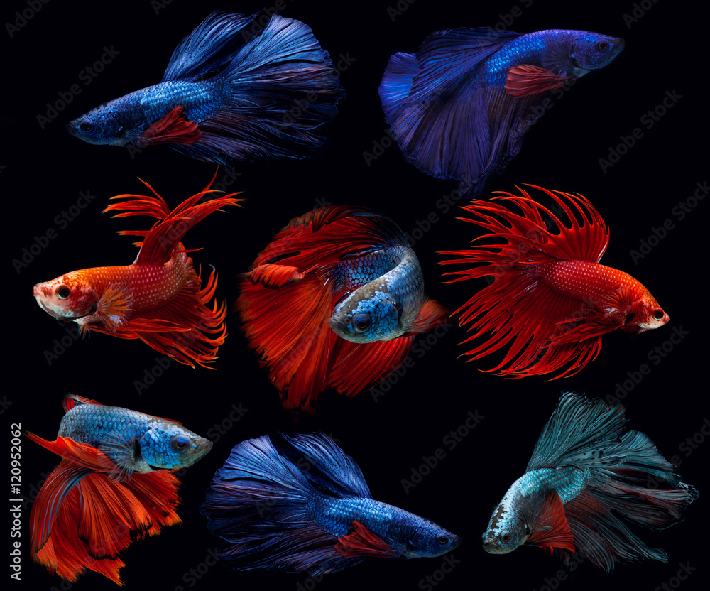 Betta fish, siamese fighting fish, betta splendens,aquarium,moment of ...