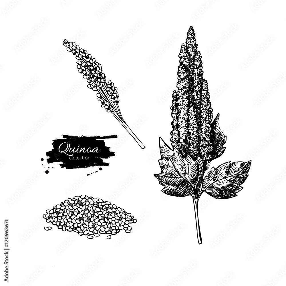 Quinoa vector superfood drawing. Isolated hand drawn illustrati Stock ...