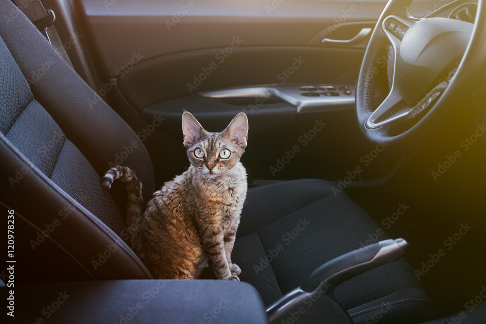 Adorable cat is sitting inside a car on the drivers seat ready for a road trip, looking at the ...