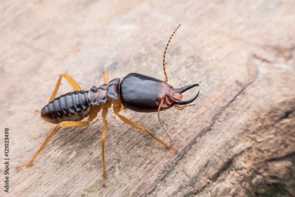 Soldier Termite Bite