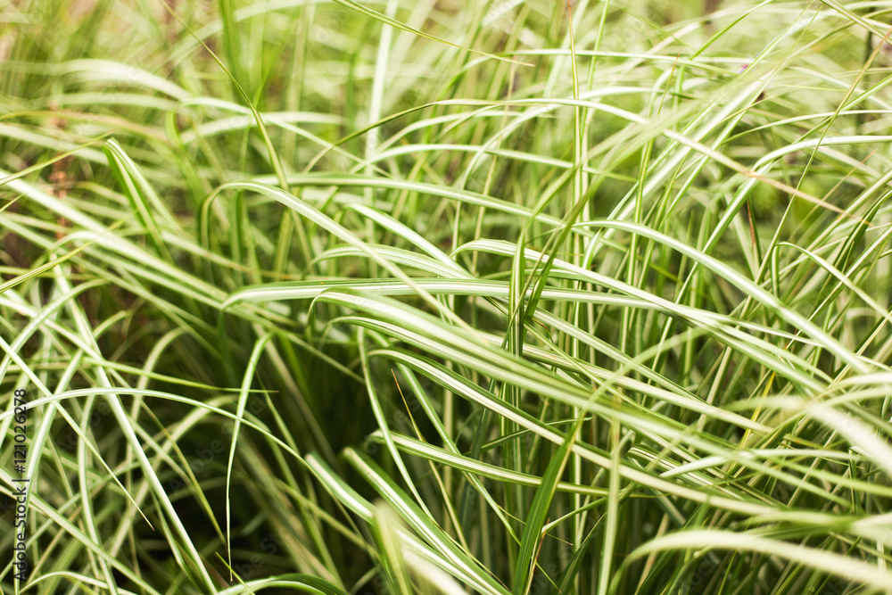 Long green grass in soft focus, beautiful natural background and Stock ...