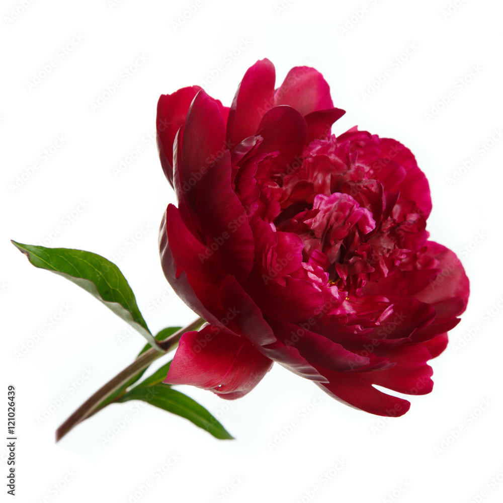 Burgundy peony flower on a stem with leaves isolated on white ...