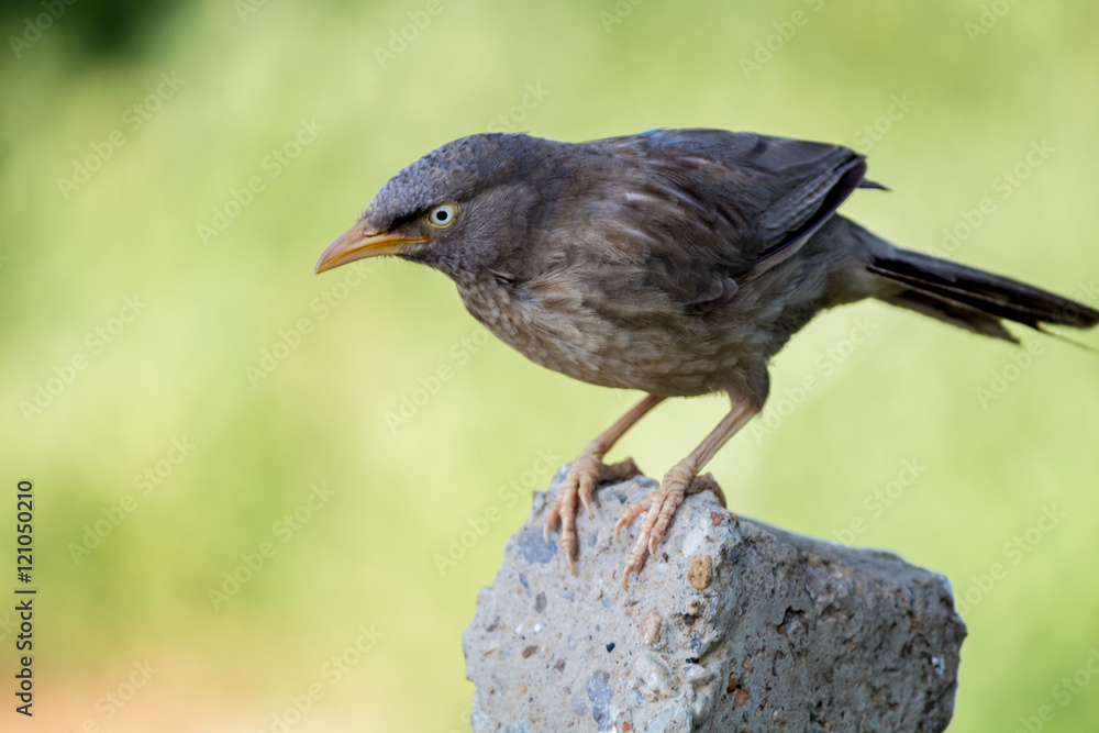 Poster Jungle babbler sitting on rock – Wall Art | UkPosters