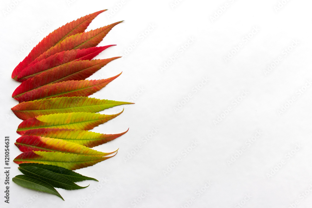 Gradient colored leaves arranged in a row at the left side of im Stock ...