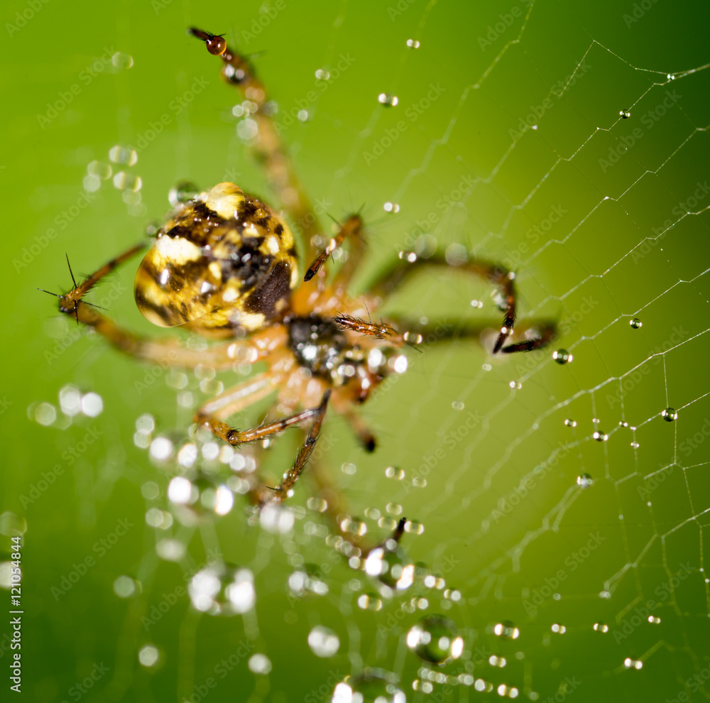 water droplets on a spider web with spider in nature Stock Photo ...