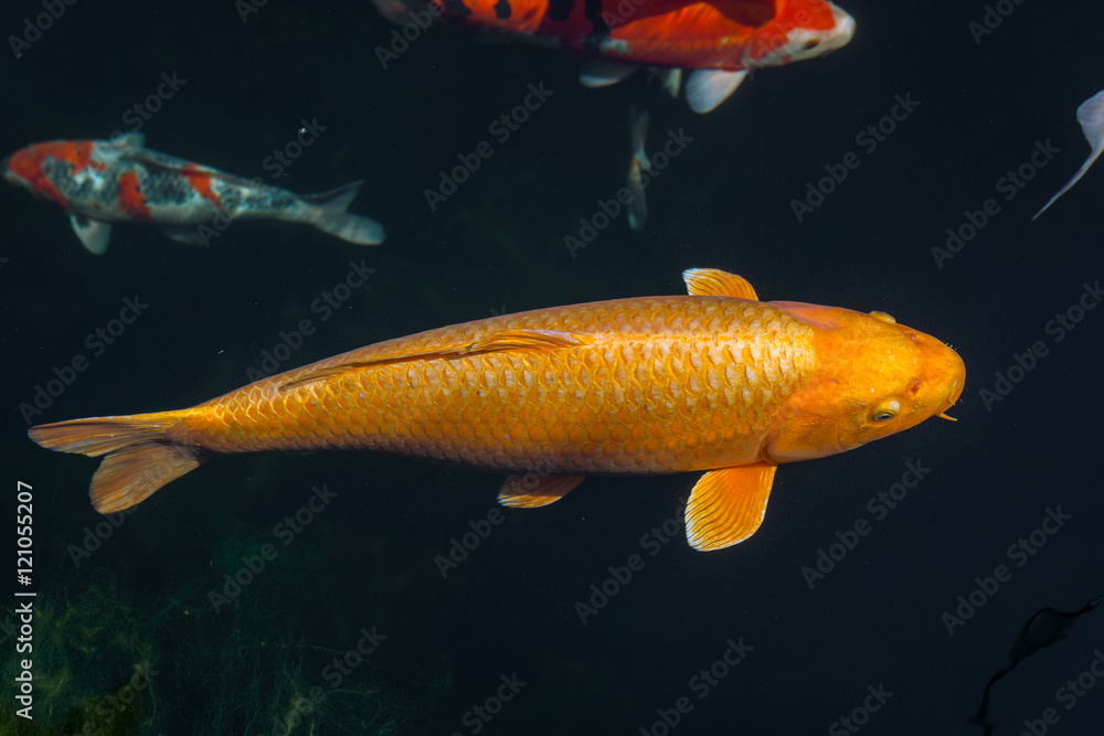 Japan Kois im Koiteich - Japanischer Koi im Gartenteich Stock-Foto ...