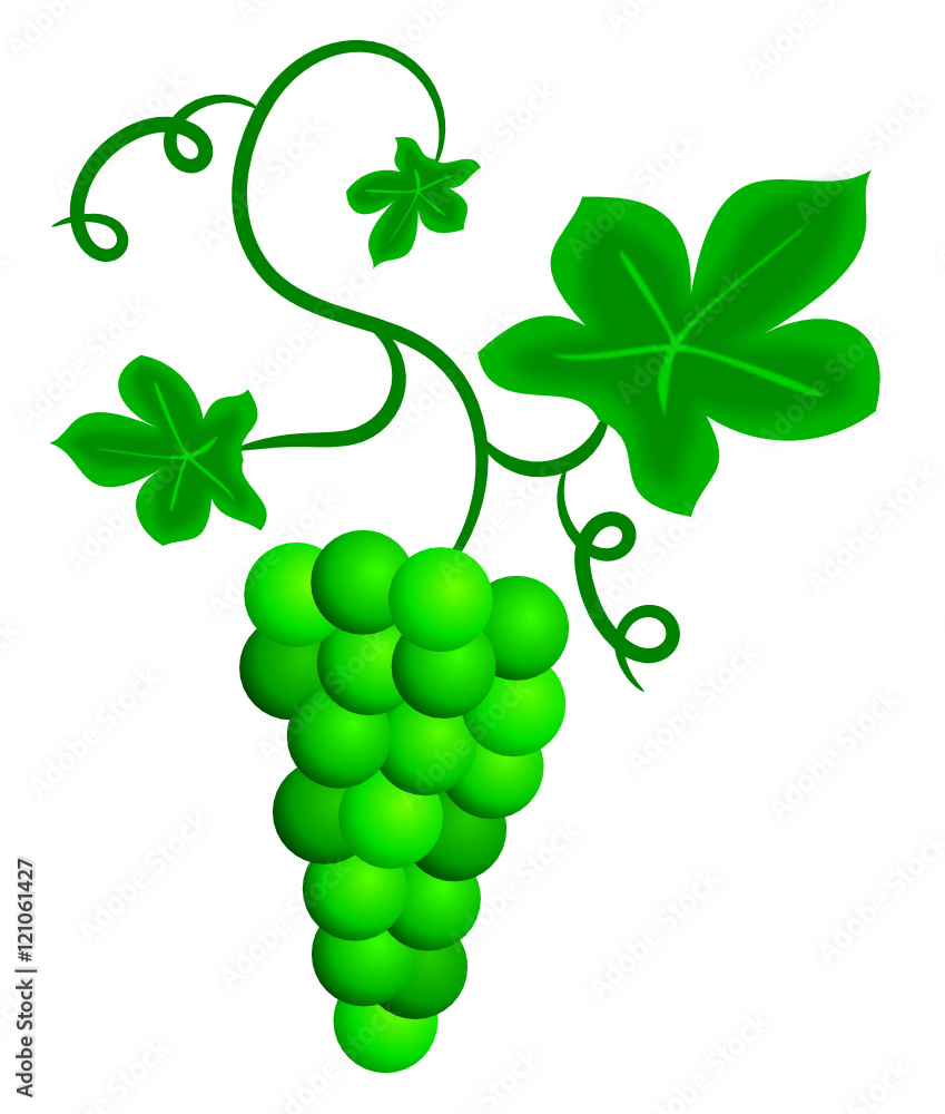 Weinrebe Stock-Vektorgrafik | Adobe Stock