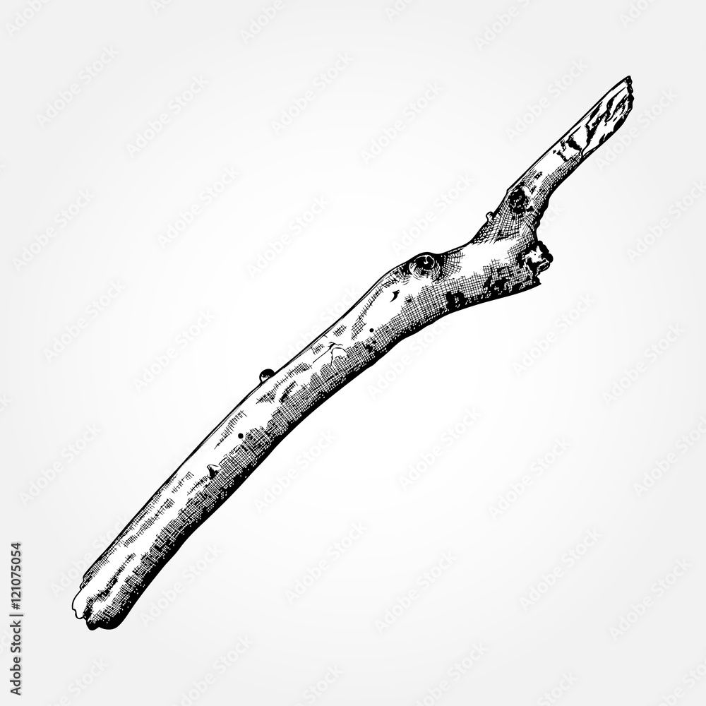 Hand drawn wood twig, ink rustic design element. Dry wood tree Stock ...