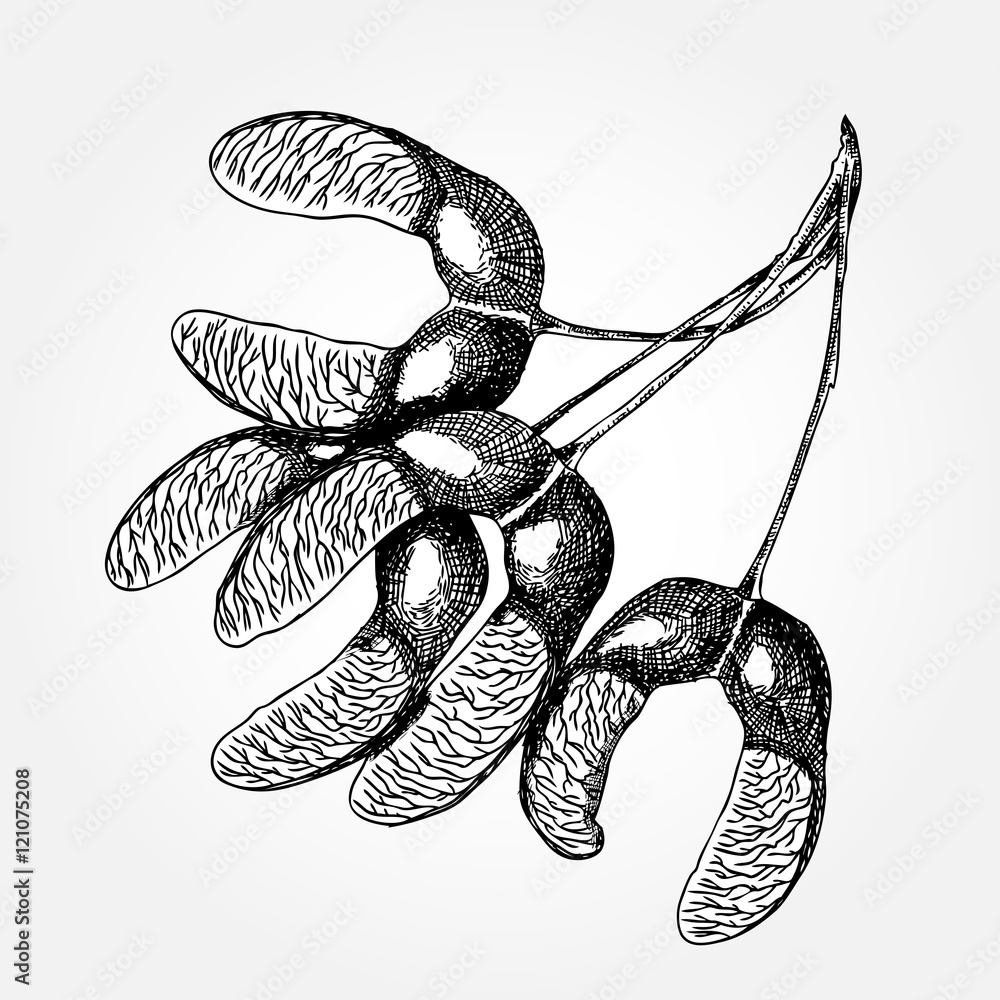 Hand drawn ink rustic maple seeds, maple branch with seeds isolated on ...