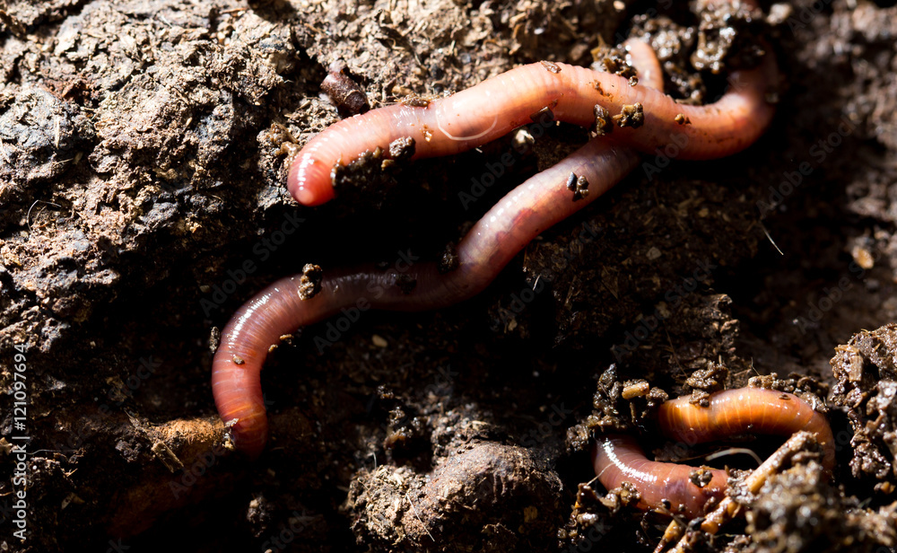 red worm manure. macro Stock Photo | Adobe Stock
