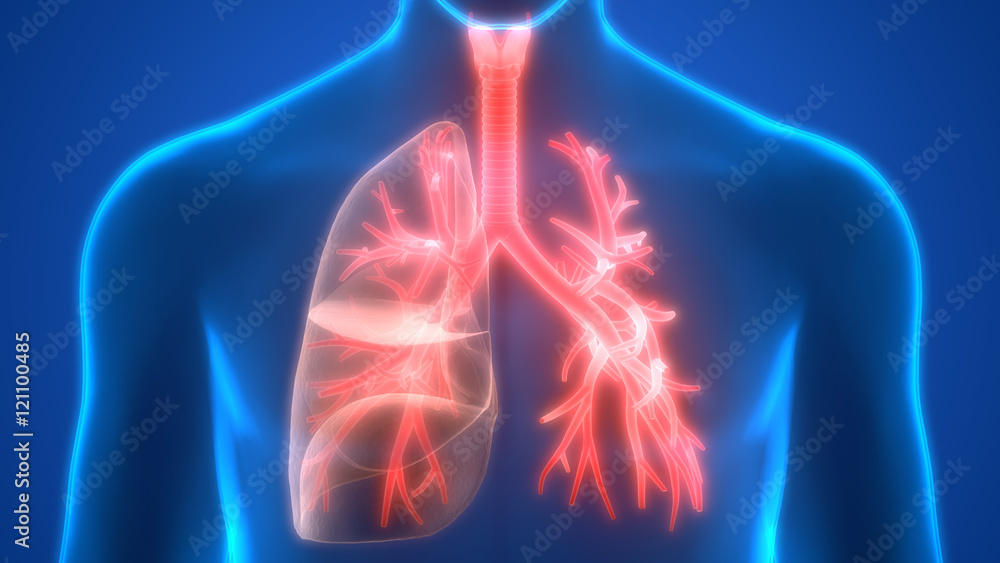 Human Lungs Inside Anatomy (Larynx, Trachea, Bronchioles) Stock ...