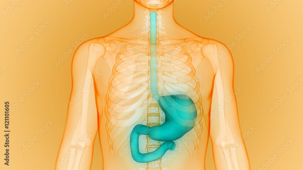 Human Body Organs (Stomach Anatomy) Stock Illustration | Adobe Stock