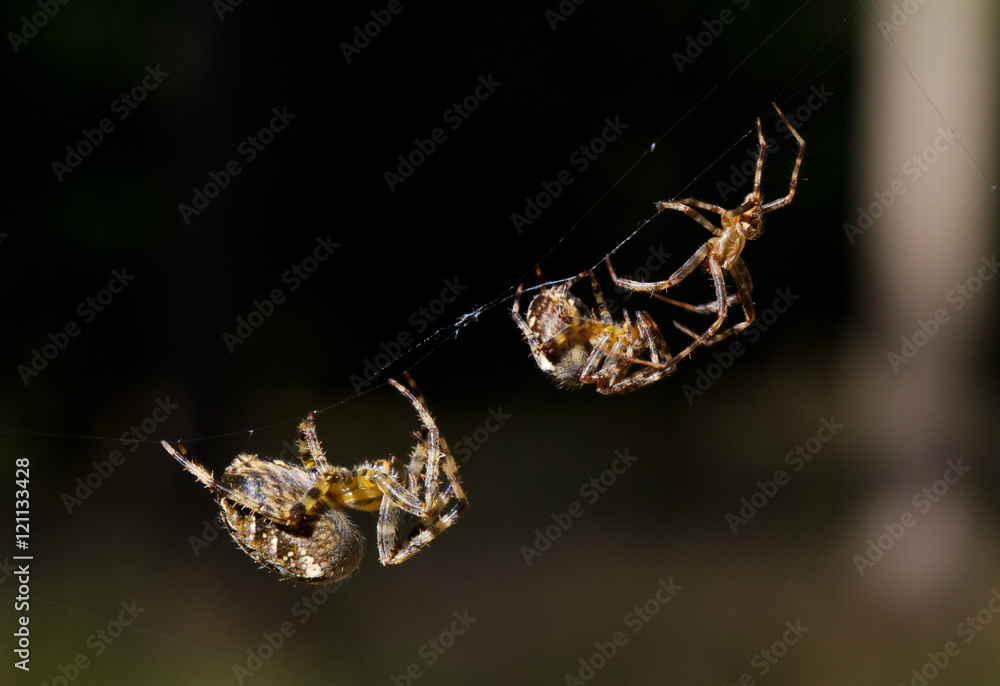 Spider mating behavior: male Garden spider (Araneus diadematus ...