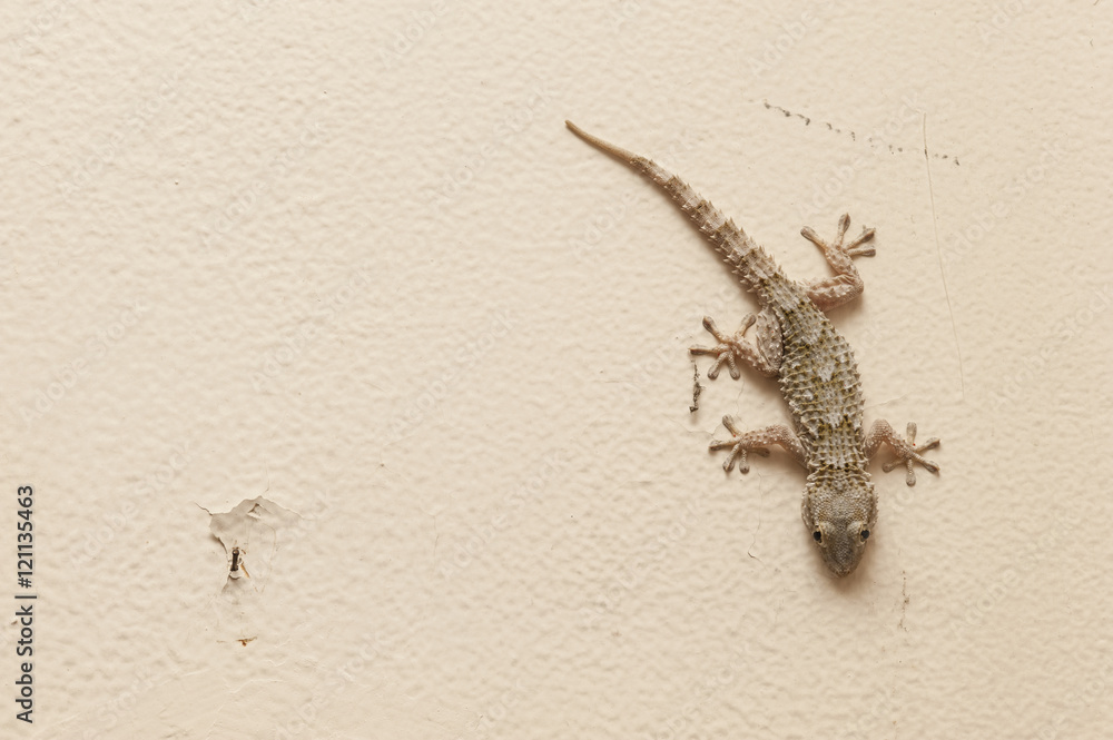 Gray house Gecko Stock Photo | Adobe Stock