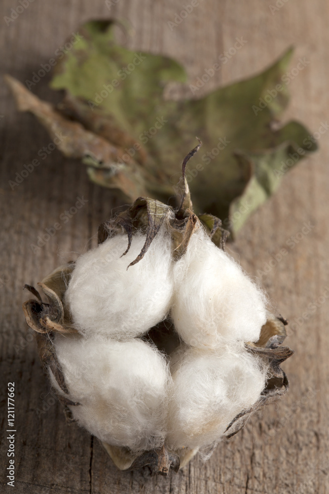 pamuk Stock Photo | Adobe Stock