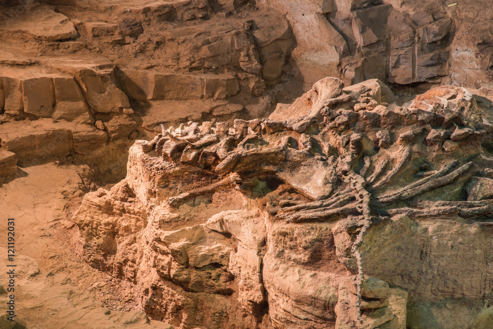 Dinosaur fossil,Skeleton of dinosaur fossil,Old dinosaur fossil ...