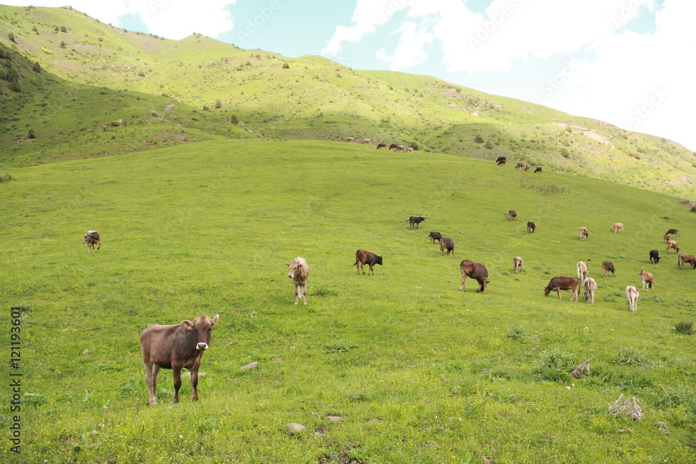 Nomadic Grazing