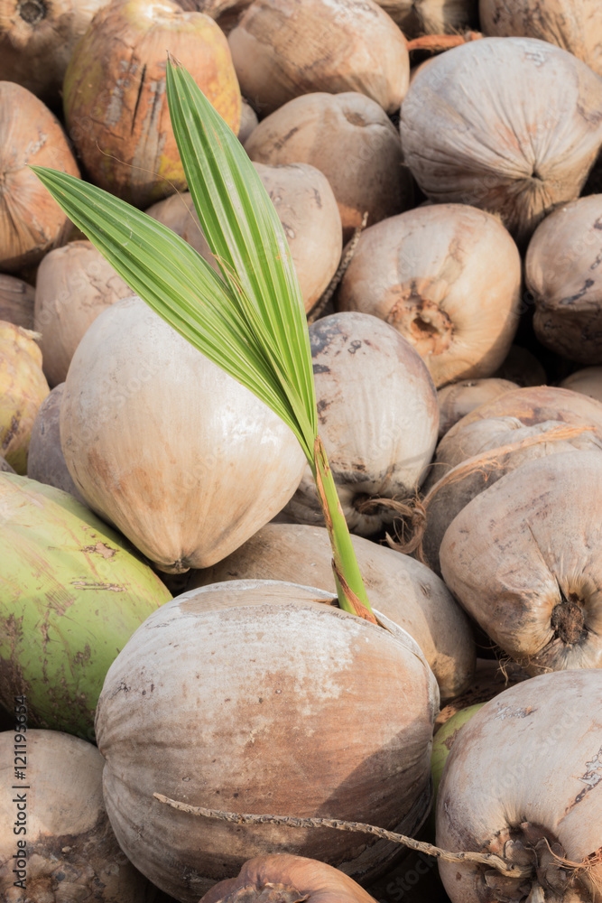 Coconut Plants are well known for their great versatility as see Stock ...