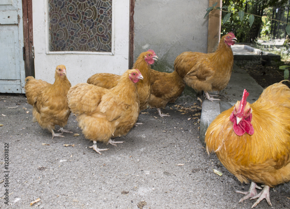 Roosters and chickens rare breeds in taigan park Stock Photo | Adobe Stock