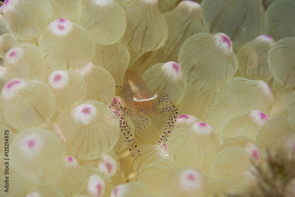 イソギンチャクに潜むエビ Stock Photo | Adobe Stock
