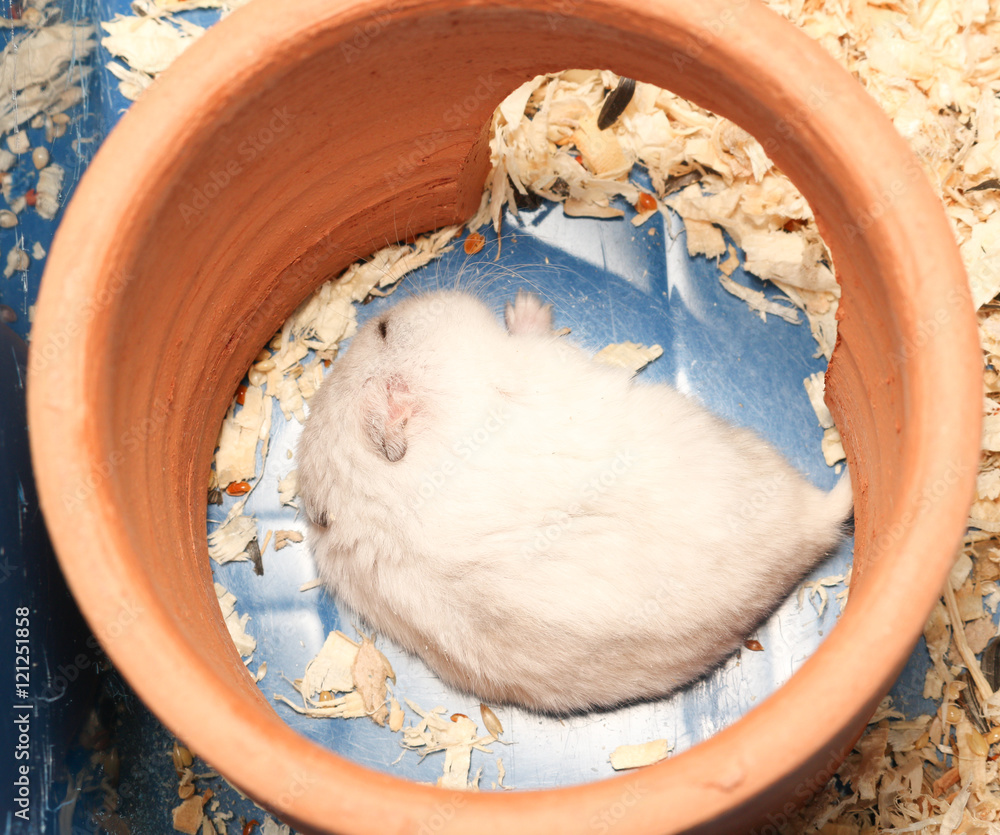 Winter White Dwarf Hamsters