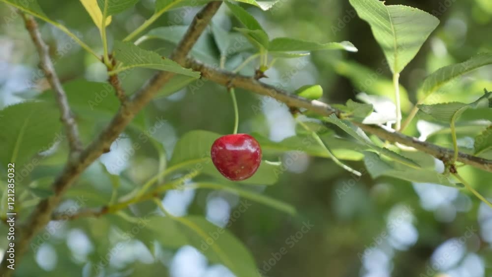 Prunus cerasus tasty fruit on the tree branch close-up 4K 2160p 30fps ...