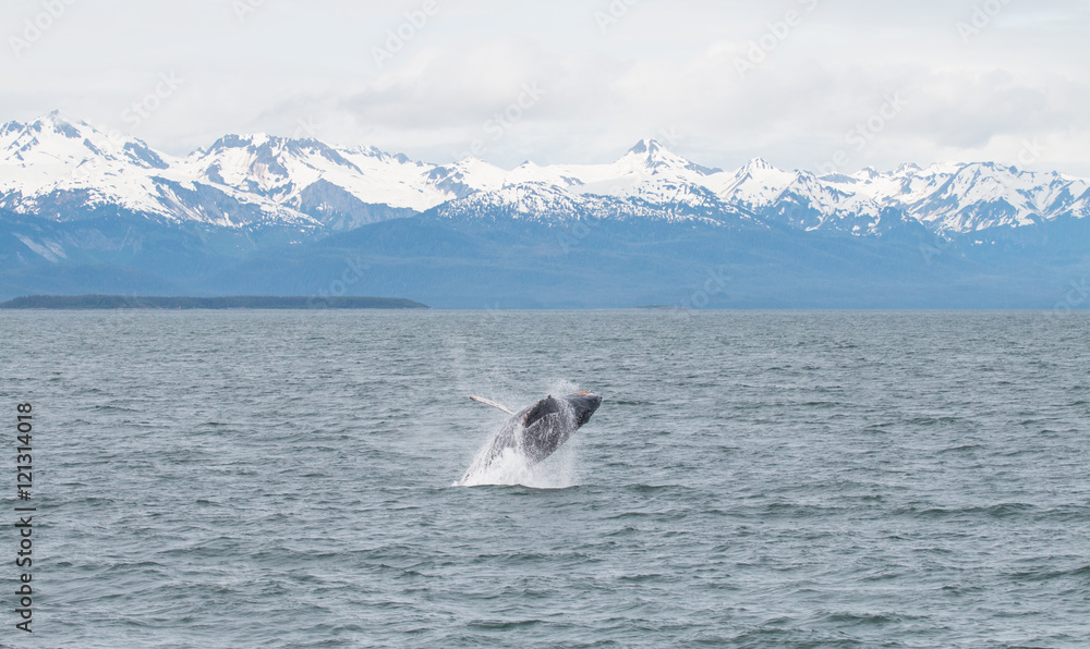 Baby Humpback Whale Breaching 2 Stock Photo | Adobe Stock