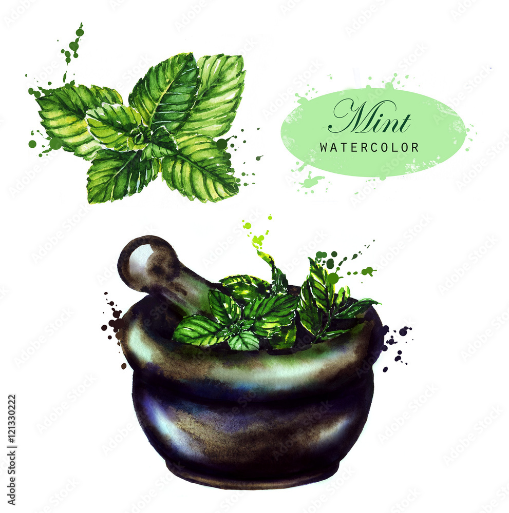 Hand-drawn watercolor illustration of the splash mint. Mint leaves and ...