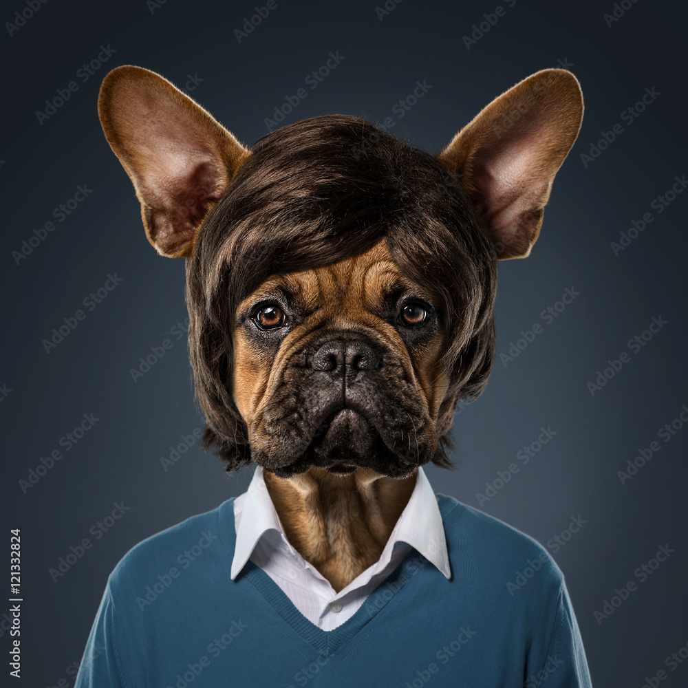 Cute bulldog portrait with fancy haircut, wearing human clothes Stock ...