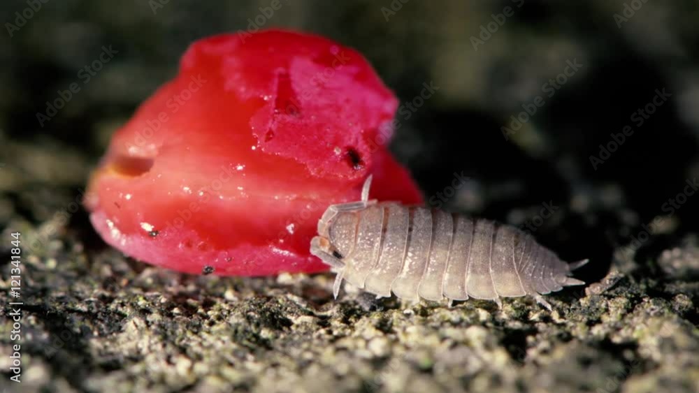 Rough woodlouse (Porcellio scaber) eating yew berry. Terrestrial ...