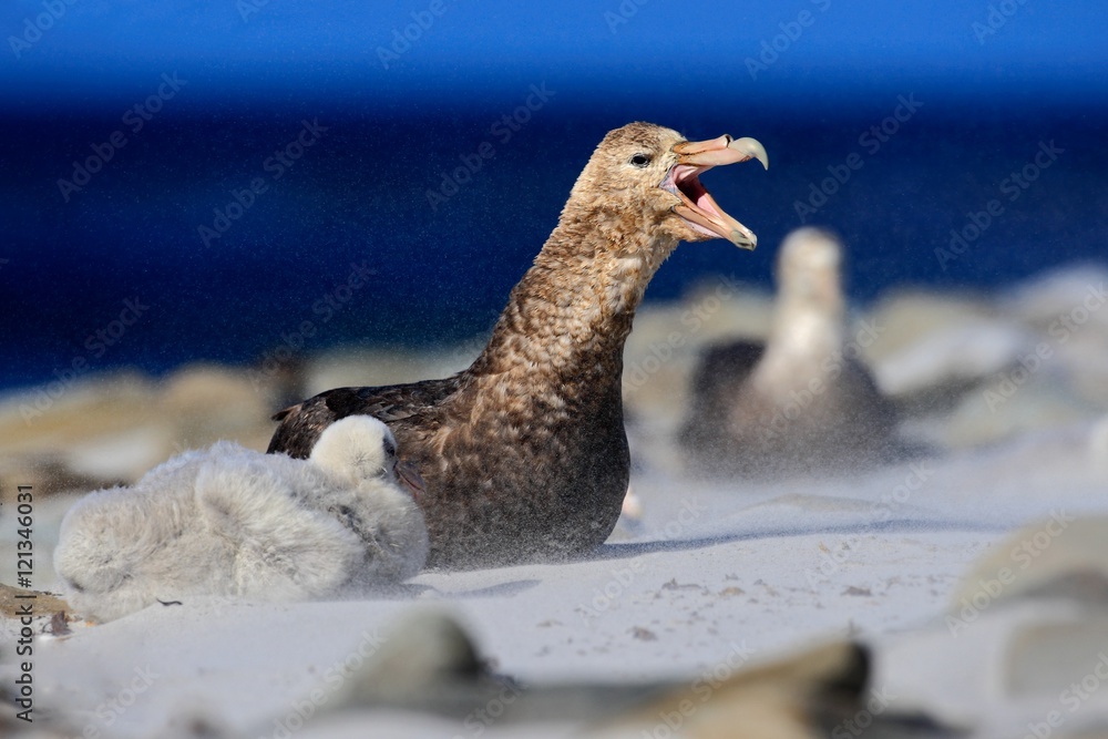 Giant petrel, Macronetes giganticus = giganteus, big sea bird with ...