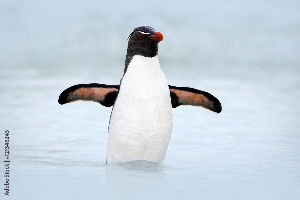 Rockhopper Penguin Jumping